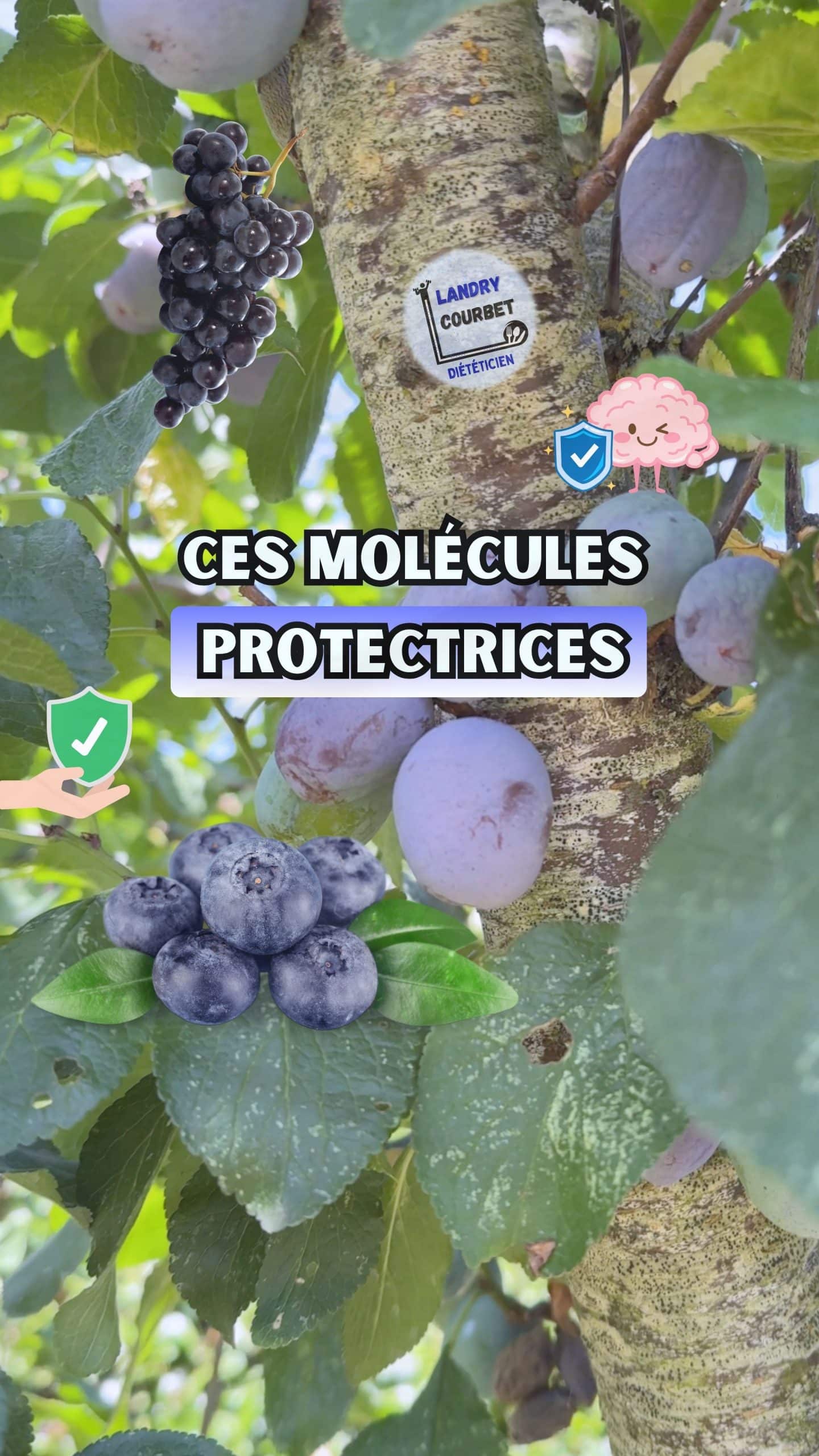 Ces molécules protectrices pour votre corps : les anthocyanes - Landry ...